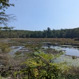Pine Swamp Loop, New York - 1,220 Reviews, Map | AllTrails
