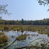 Pine Swamp Loop, New York - 1,220 Reviews, Map | AllTrails