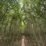 Tinker Cliffs via Andy Layne Trail, Virginia - 1,874 Reviews, Map ...