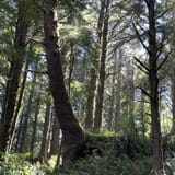 Amanda's Trail, Oregon - 546 Reviews, Map | AllTrails