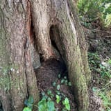 Amanda's Trail, Oregon - 546 Reviews, Map | AllTrails