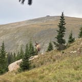 Mount Chapin, Chiquita, and Ypsilon Mountain via Chapin Pass Trail ...