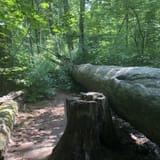 Lost '40' Trail, Minnesota - 182 Reviews, Map | AllTrails