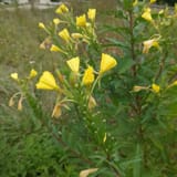 Whispering Cave - Cedar Falls Loop, Ohio - 1,098 Reviews, Map | AllTrails