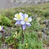 Handies Peak via American Basin Trail, Colorado - 1,228 Reviews, Map ...