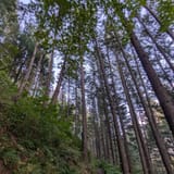 Oneonta Trail, Oregon - 724 Reviews, Map | AllTrails