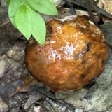 Tantiusques Loop, Massachusetts - 96 Reviews, Map | AllTrails