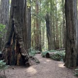 Stout Memorial Grove Trail, California - 3,072 Reviews, Map | AllTrails