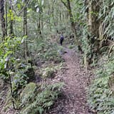 Mount Mitchell Trail, Queensland, Australia - 966 Reviews, Map | AllTrails