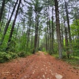 Redden State Forest Loop, Delaware - 368 Reviews, Map | AllTrails