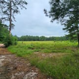 Redden State Forest Loop, Delaware - 364 Reviews, Map | AllTrails