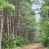 Redden State Forest Loop, Delaware - 364 Reviews, Map | AllTrails