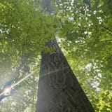 Lost '40' Trail, Minnesota - 182 Reviews, Map | AllTrails