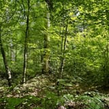 Lost '40' Trail, Minnesota - 182 Reviews, Map | AllTrails