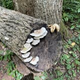 The Boogerman Trail, North Carolina - 525 Reviews, Map | AllTrails