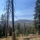 General Sherman Tree Trail, California - 3,392 Reviews, Map | AllTrails