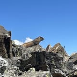 Mount Chapin, Chiquita, and Ypsilon Mountain via Chapin Pass Trail ...