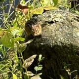 Heads Pond, New Hampshire - 889 Reviews, Map | AllTrails