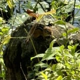 Heads Pond, New Hampshire - 889 Reviews, Map | AllTrails