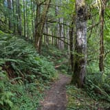 Mima Falls Loop, Washington - 1,718 Reviews, Map | AllTrails