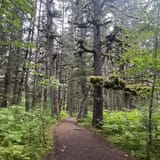 Tonsina Creek Trail, Alaska - 1,737 Reviews, Map | AllTrails