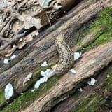 Capen Hill Nature Sanctuary, Massachusetts - 234 Reviews, Map | AllTrails