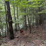 Capen Hill Nature Sanctuary, Massachusetts - 234 Reviews, Map | AllTrails