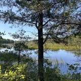Batsto Lake Trail, New Jersey - 1,834 Reviews, Map | AllTrails