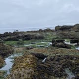 Cape Alava Trail, Washington - 556 Reviews, Map | AllTrails