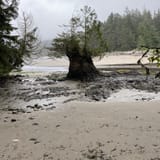 Cape Alava Trail, Washington - 556 Reviews, Map | AllTrails