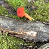 Dobson Trail, New Brunswick, Canada - 200 Reviews, Map | AllTrails