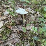 Dobson Trail, New Brunswick, Canada - 200 Reviews, Map | AllTrails