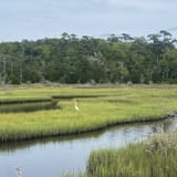 Cedar Point Tideland Trail, North Carolina - 773 Reviews, Map | AllTrails