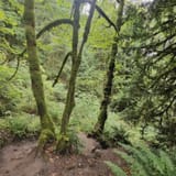 Cable Line Trail to West Tiger #3, Washington - 2,492 Reviews, Map ...