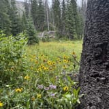 Timber Lake Trail, Colorado - 711 Reviews, Map | AllTrails