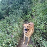 Mount Hosmer Trail, British Columbia, Canada - 79 Reviews, Map | AllTrails