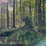 Old Loggers Path, Pennsylvania - 683 Reviews, Map | AllTrails