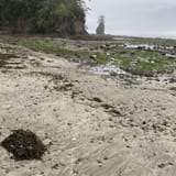 Cape Alava Trail, Washington - 556 Reviews, Map | AllTrails