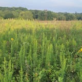 Hawk Ridge Trail, Missouri - 3,086 Reviews, Map | AllTrails