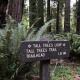 Tall Trees Grove Loop Trail, California - 2,604 Reviews, Map | AllTrails