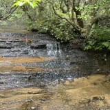 Yellow Branch Falls Trail, South Carolina - 2,951 Reviews, Map | AllTrails