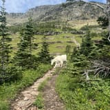 Mount Oberlin Mountaineering Route, Montana - 620 Reviews, Map | AllTrails