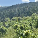 Stultz Trail, Colorado - 121 Reviews, Map | AllTrails