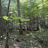 Ferncliff Trail, Pennsylvania - 1,599 Reviews, Map | AllTrails