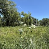 Konza Prairie Nature Trail Loop, Kansas - 487 Reviews, Map | AllTrails