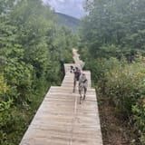Sam Knob Trail, North Carolina - 1,538 Reviews, Map | AllTrails