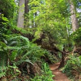 Berry Glen and Lady Bird Grove Trail , California - 564 Reviews, Map ...