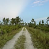 Hal Scott Preserve White Blaze Loop, Florida - 302 Reviews, Map | AllTrails