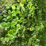 Quaking Bog Loop, Minnesota - 463 Reviews, Map | AllTrails