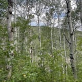 Armstrong Trail to Dawns Trail Loop, Utah - 3,137 Reviews, Map | AllTrails